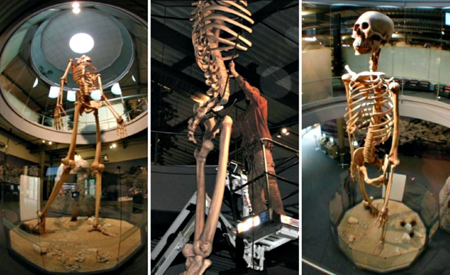 Hidden History Revealed: 7 Meter Tall Giant Skeletons On Display ...