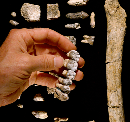 Tooth Fossils Fill The 6 Million Year Old Gap In Primate Evolution ...
