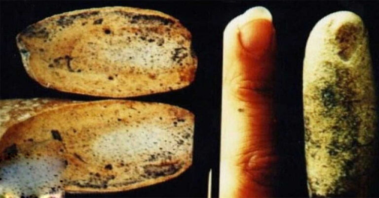 The Mystery Of The 100 Million Years Old Fossilized Human Finger ...