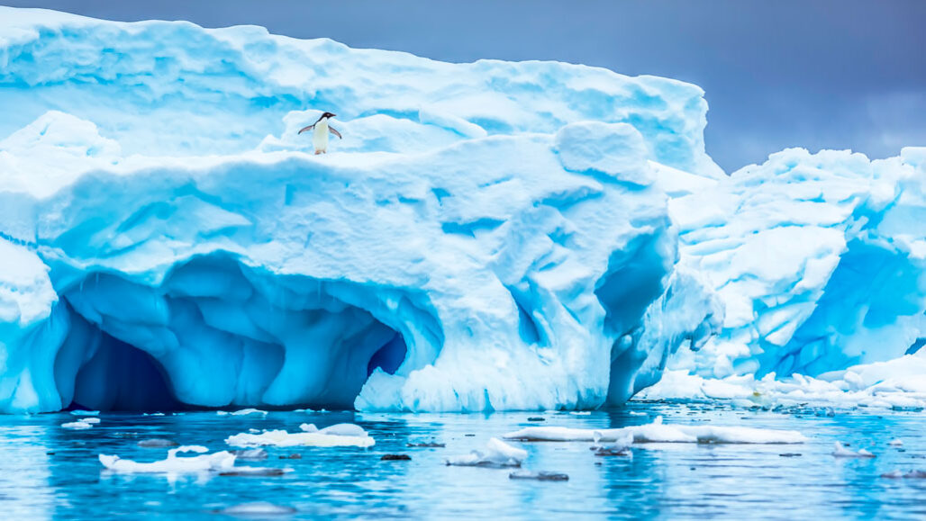 Remains Of 90 Million-Year-Old Rainforest Discovered Under Antarctic ...
