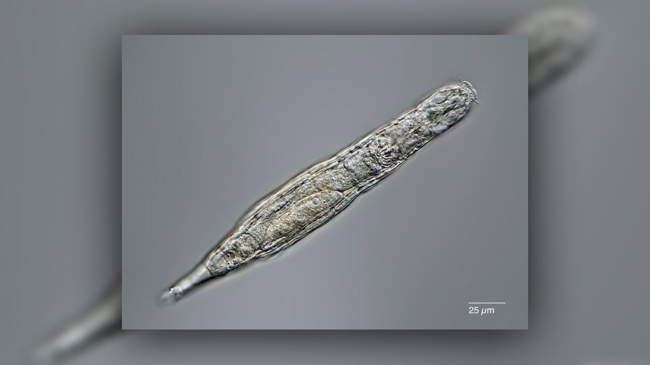 Tiny Worm Comes Back To Life After 24,000 Years In Siberian Deep Freeze ...