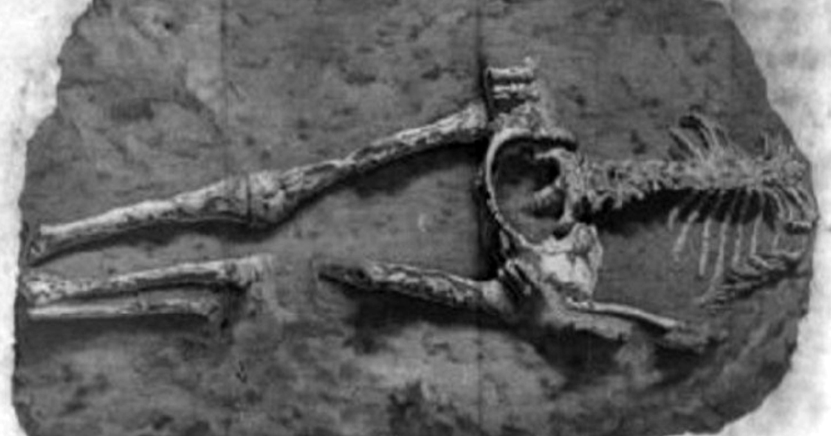 The Guadeloupe Woman: A Human Skeleton Dating Back 28 Million Years ...