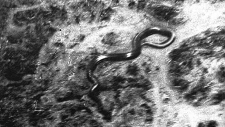 The Legendary Ancient Thunderbird Was Real And It May Actually Exist ...